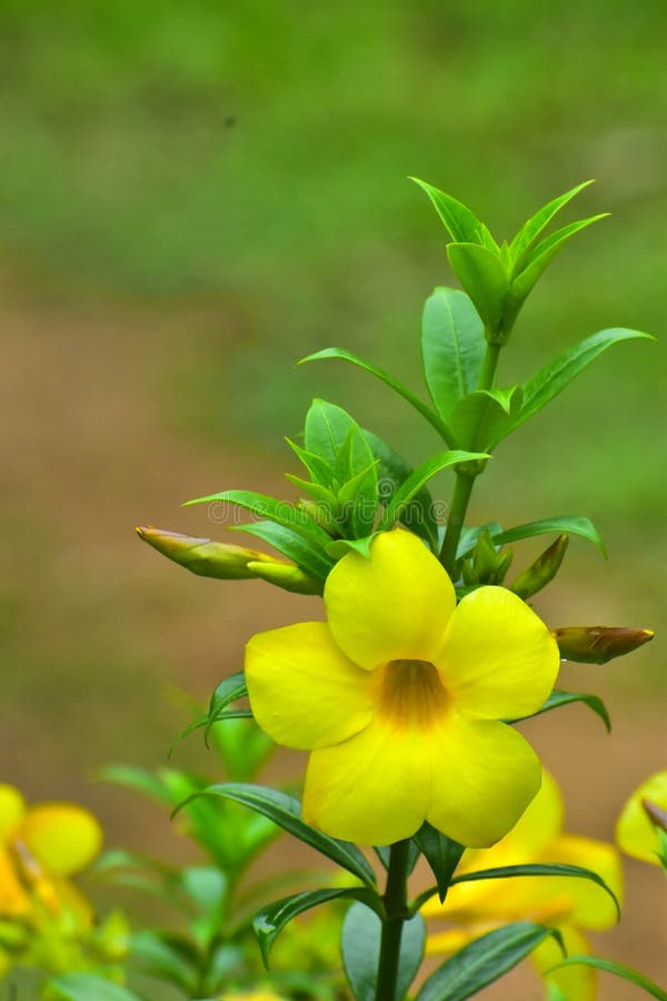 Almanda Flower Stock Photos - Free & Royalty-Free Stock Photos from ...