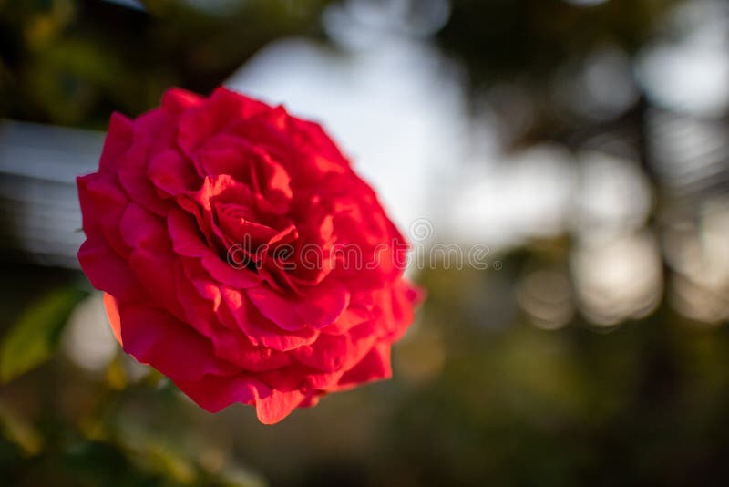 Close Up of Bloomed Red Rose in the Garden. Stock Image - Image of ...