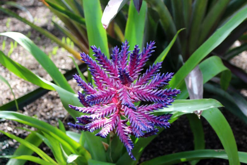 Aechmea Blue Rain plant stock image. Image of nature - 243498983