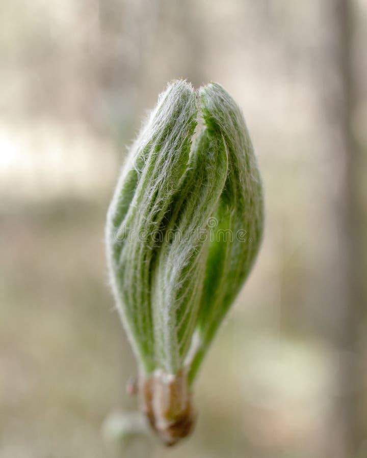 Close-up of a Blooming Bud on a Tree. Stock Image - Image of drop ...