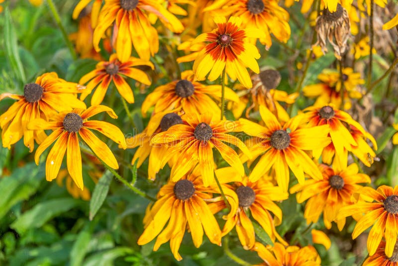 Close-up of Blooming Buds of Helenium Flowers. Stock Photo - Image of ...