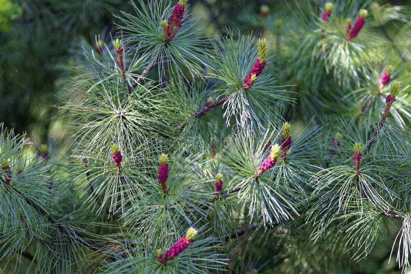 Close Up of Cedar Hedge Branches Stock Photo - Image of branch, pattern ...