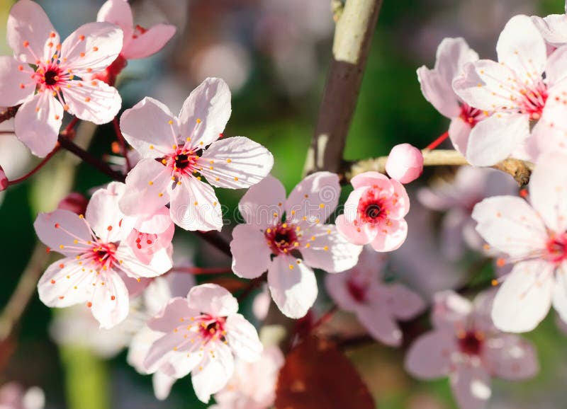 Close Up of Blooming Cherry Stock Image - Image of delicate, nature ...