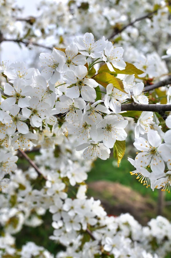 Close-up of Blooming Cherry-tree Branch Stock Photo - Image of blooming ...