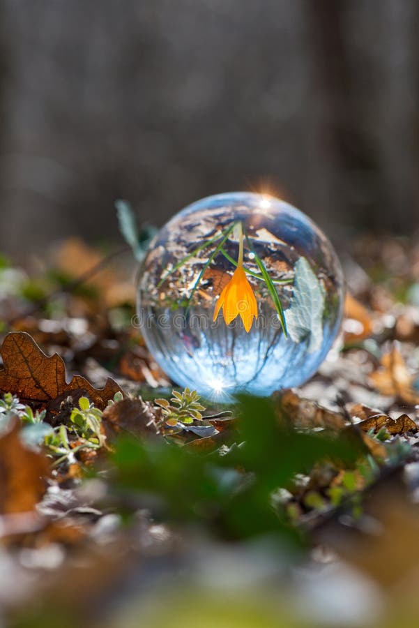 Forest and Sky in Upside Down Stock Image - Image of darkness, forest ...