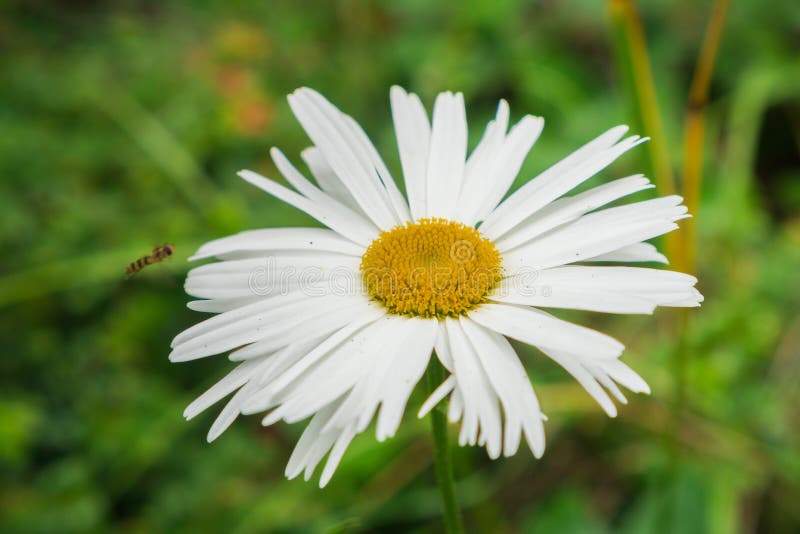 Close Up of a Blooming Daisy Flower Stock Image - Image of meadow ...