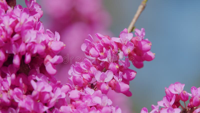 Blooming Judas Tree. Commonly Known As the Judas Tree is a Small ...