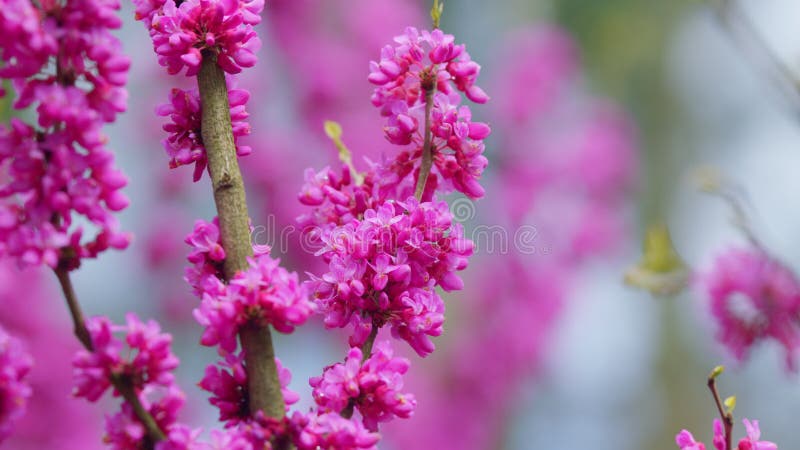 Blooming Judas Tree. Commonly Known As the Judas Tree is a Small ...