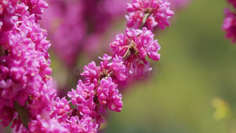 Blooming Judas Tree. Commonly Known As the Judas Tree is a Small ...