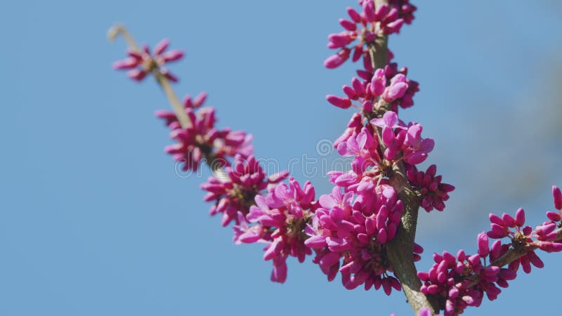 Blooming Judas Tree. Commonly Known As the Judas Tree is a Small ...