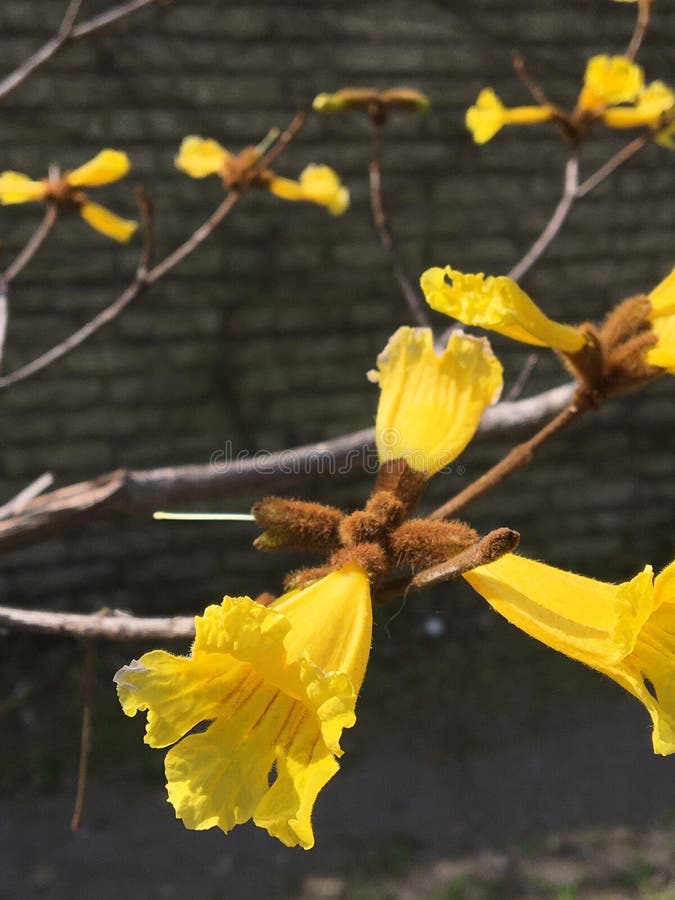 Yellow lapacho flower stock image. Image of tree, macro - 196999979