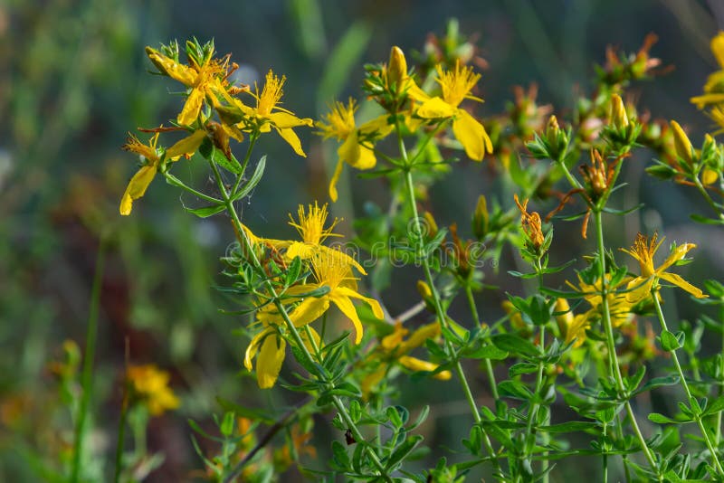 A Close Up of the Blooming Medicinal Herb Hypericum Hypericum ...