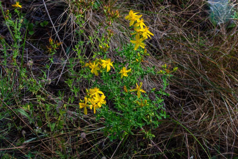 A Close Up of the Blooming Medicinal Herb Hypericum Hypericum ...