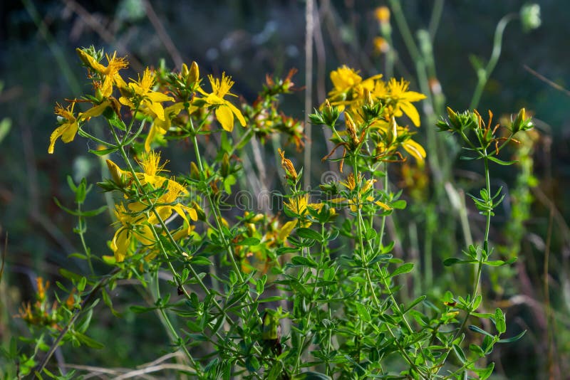 A Close Up of the Blooming Medicinal Herb Hypericum Hypericum Perforatum Stock Image - Image of ...