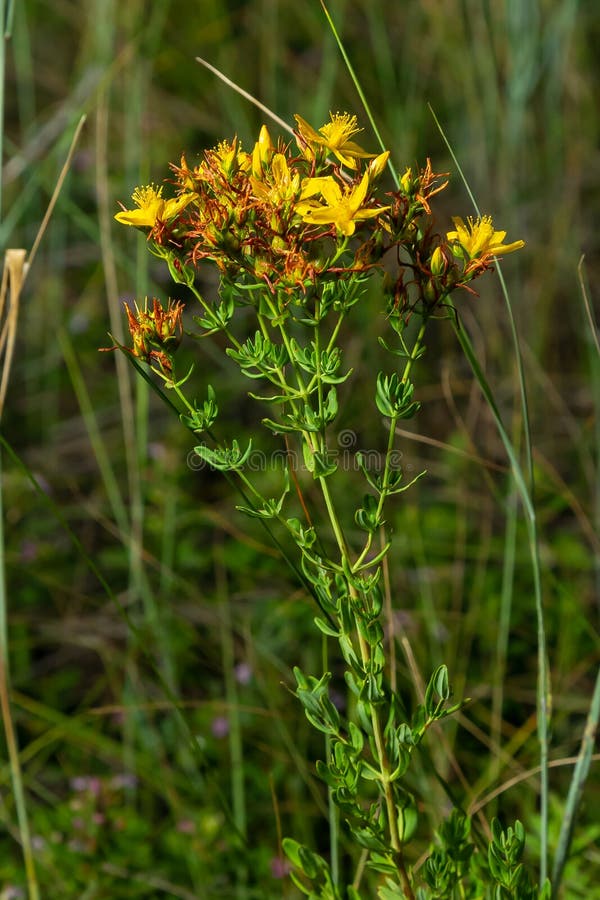 A Close Up of the Blooming Medicinal Herb Hypericum Hypericum ...