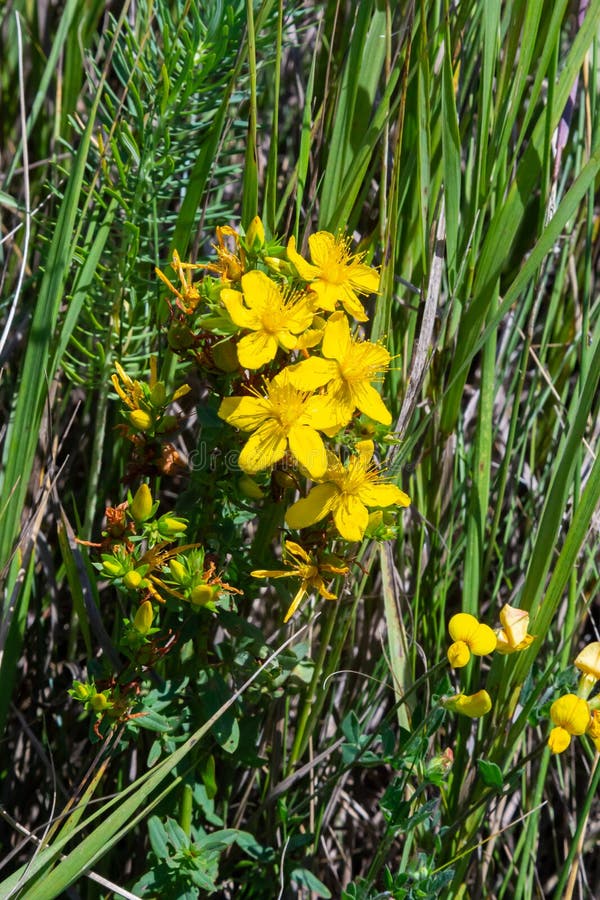 A Close Up of the Blooming Medicinal Herb Hypericum Hypericum ...