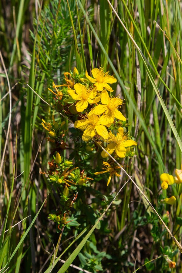 A Close Up of the Blooming Medicinal Herb Hypericum Hypericum ...