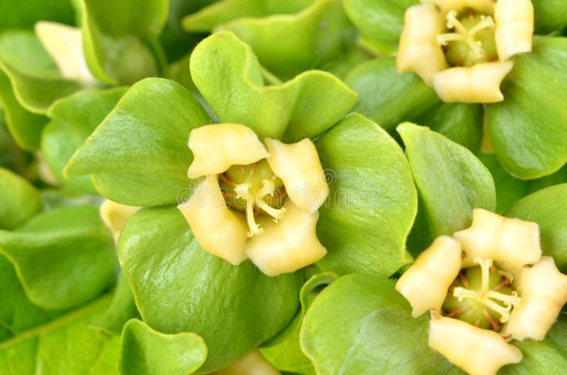 Blooming Persimmon Buds Stock Photos - Free & Royalty-Free Stock Photos ...