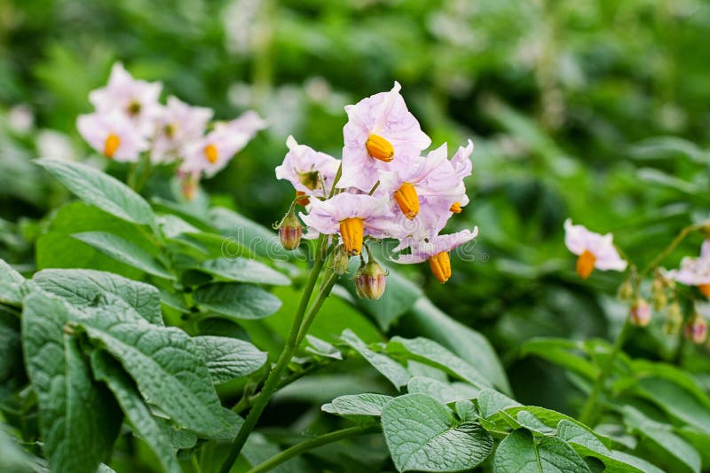 Closeup of Blooming Potato Plant on the Field Stock Photo - Image of ...