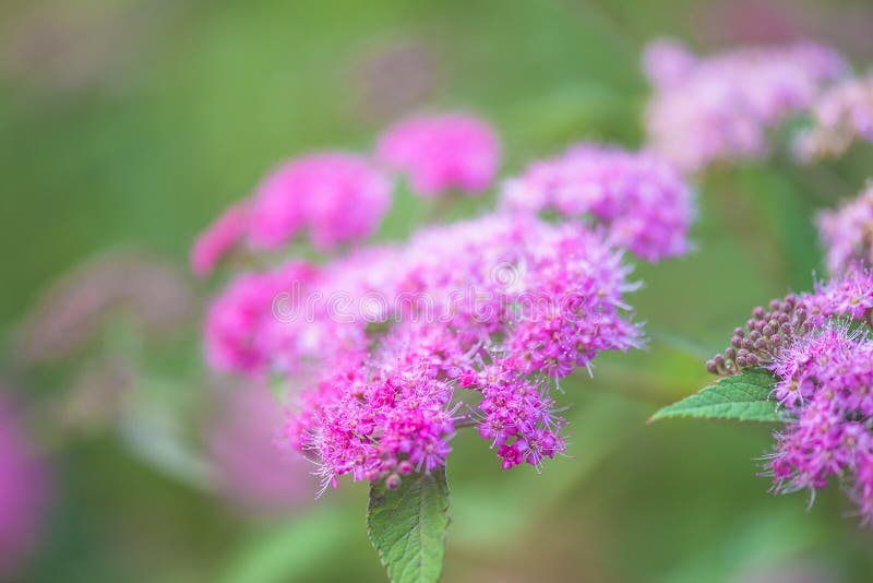 Close Up for Blooming Purple Spiraea on Green Background Stock Image ...