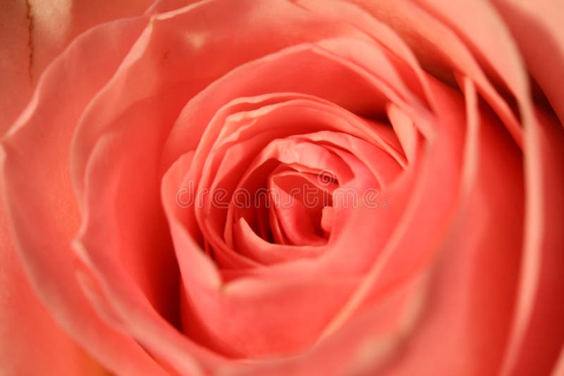 Close-up of a Blooming Red Rose Stock Photo - Image of fresh, petal ...