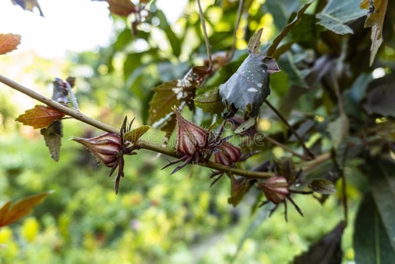 Close-Up of Blooming Roselle Hibiscus Sabdariffa Red Fruit Flower on ...