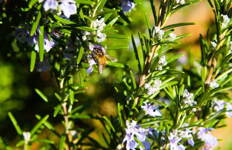 Close Up of Blooming Rosemary Bush Rosmarinus Officinalis in Spring ...