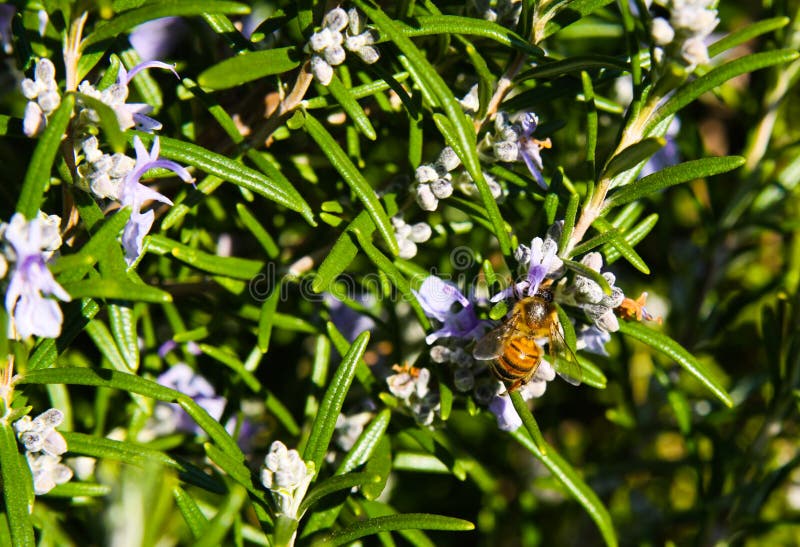Close Up of Blooming Rosemary Bush Rosmarinus Officinalis in Spring ...