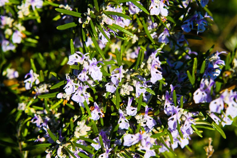 Close Up of Blooming Rosemary Bush Rosmarinus Officinalis in Spring ...
