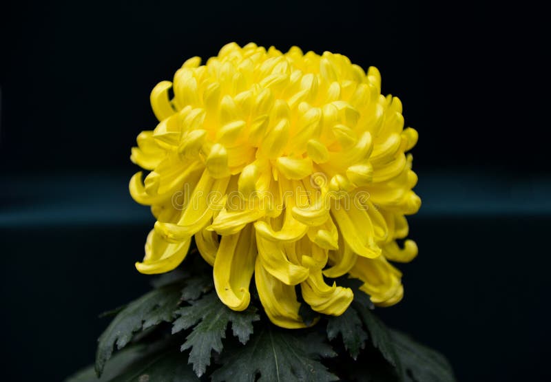 Close Up of a Blooming Yellow Chrysanthemum Stock Photo - Image of ...