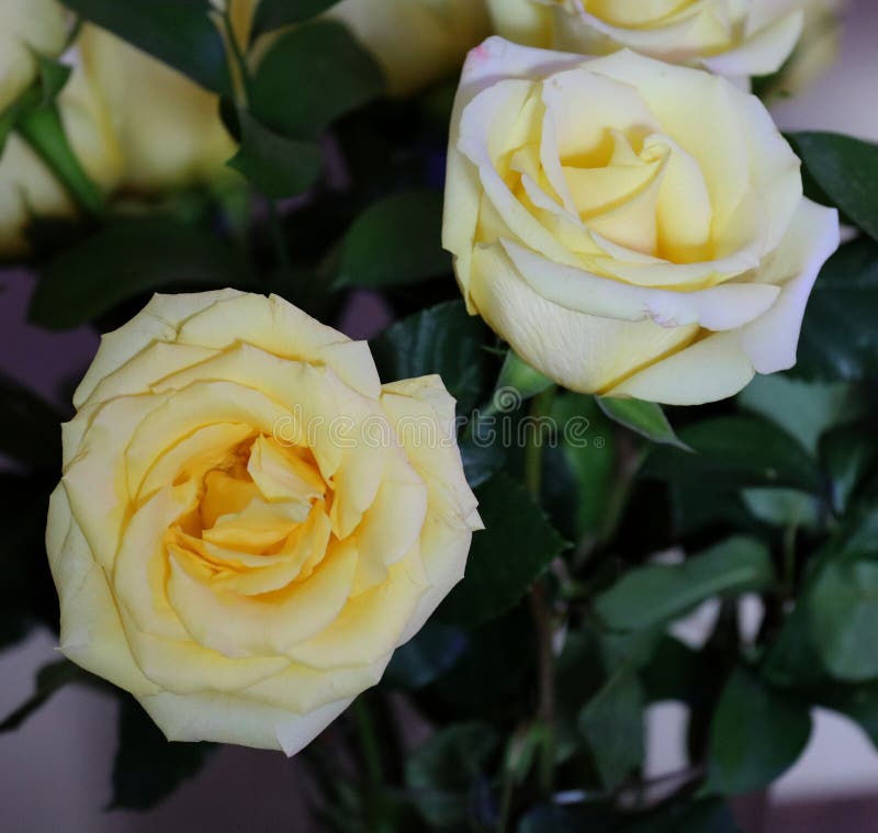 Close Up of Blooming Yellow Roses Stock Image - Image of bouquet ...