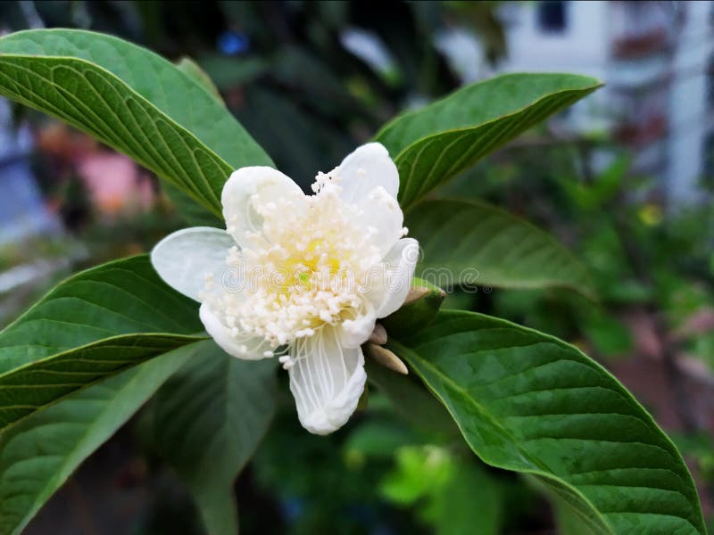 Flower Of A Common Guava, Psidium Guajava Stock Photo - Image of leaves ...