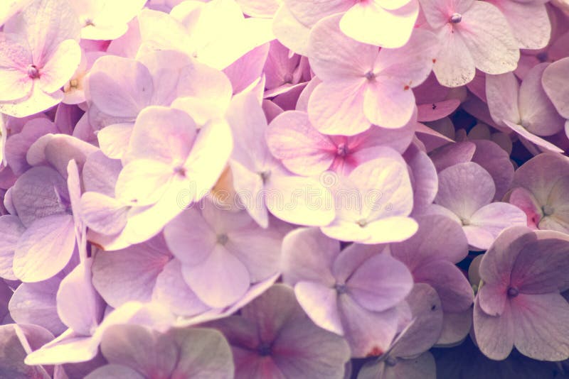 Close up of a hydrangea stock image. Image of naturally - 118121351