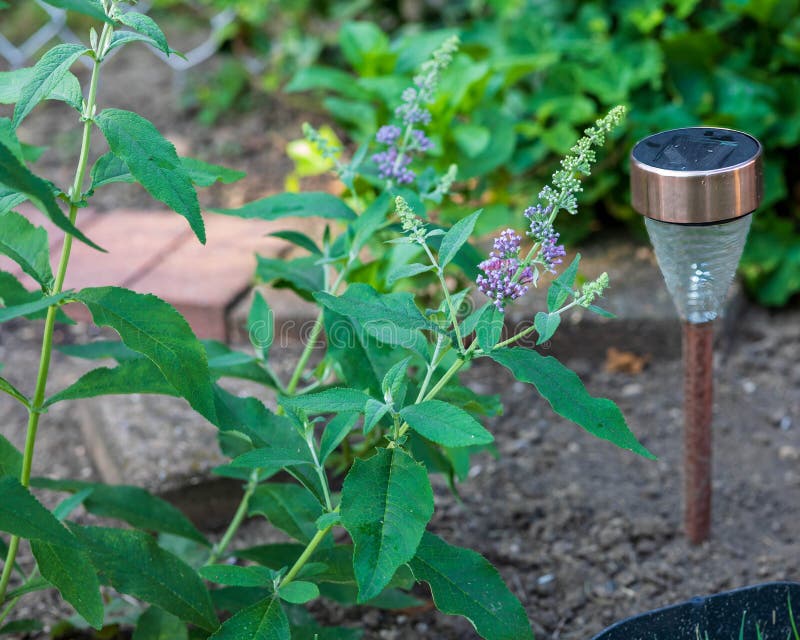 A Close Up of the Blooms on an Purple Butterfly Bush Stock Photo ...