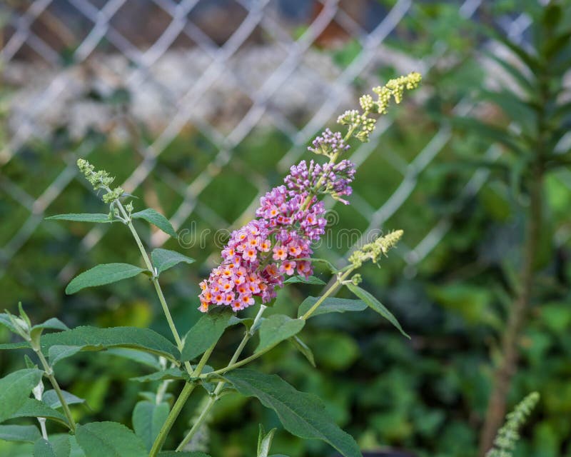 A Close Up of the Blooms on an Purple Butterfly Bush Stock Photo ...