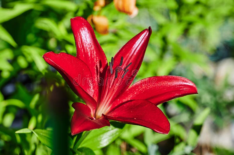 Close-up from the Blossom of a Red Lily Stock Image - Image of ...