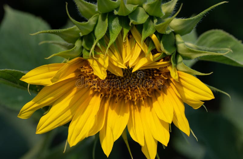 Close-up of the Blossom of a Sunflower Half Open in Nature in the Field ...