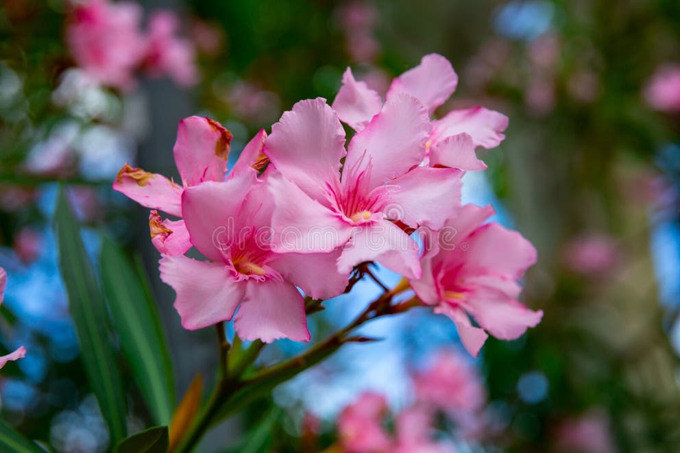 Close-up of Blossoming of Oleander in the Fields Stock Image - Image of ...