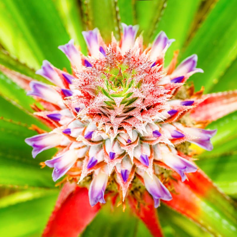 Close-up of Blossoming Pineapple, Selective Focus on Flower Stock Image ...