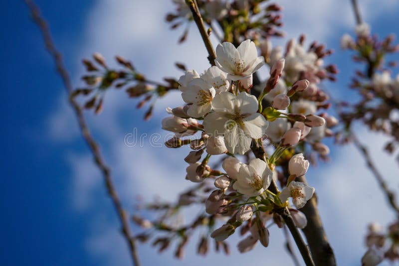 Bright Fruit Tree Blossoms on a Tree in the Spring Stock Image - Image ...