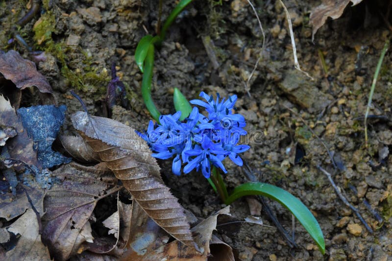 Close Up of a Blue Alpine Squill or Two-leaf Squill Stock Image - Image ...