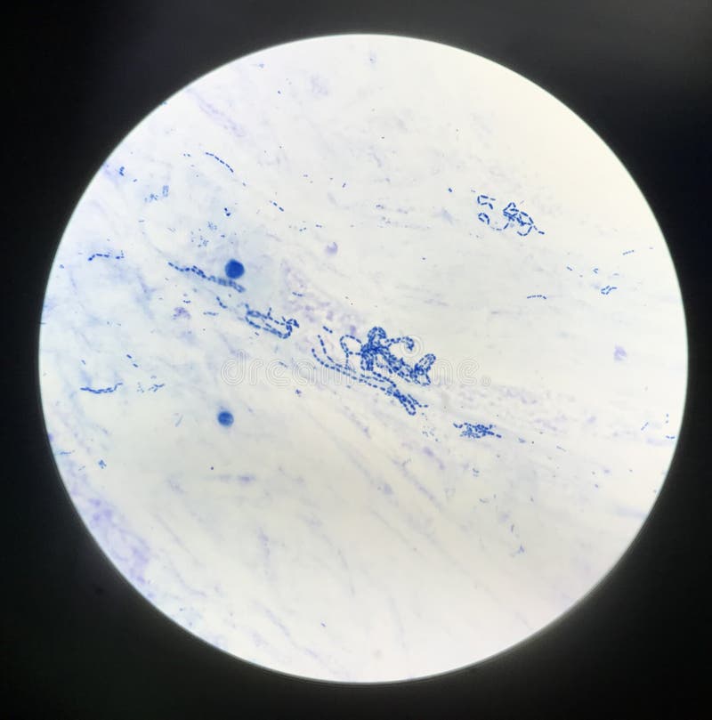 Close Up Blue Bacteria Cells. Stock Illustration - Illustration of ...