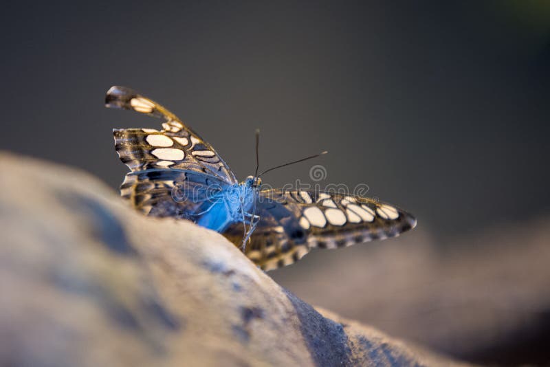Batterfly stock photo. Image of blue, multi, beauty, freedom - 3828928