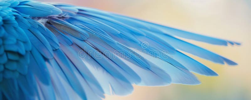 Close Up of Blue Birds Wing Stock Image - Image of flight, avifauna ...