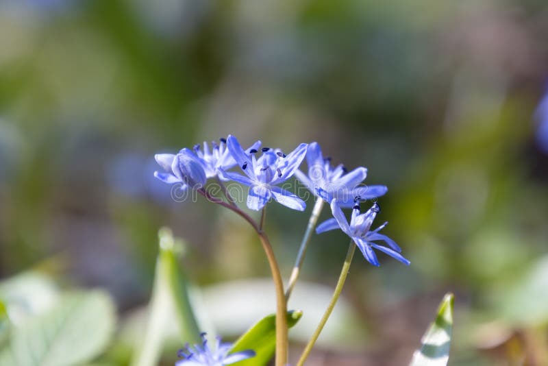 Close Up of Blue Blossom of a Bifoliate Squill, Also Called Scilla ...