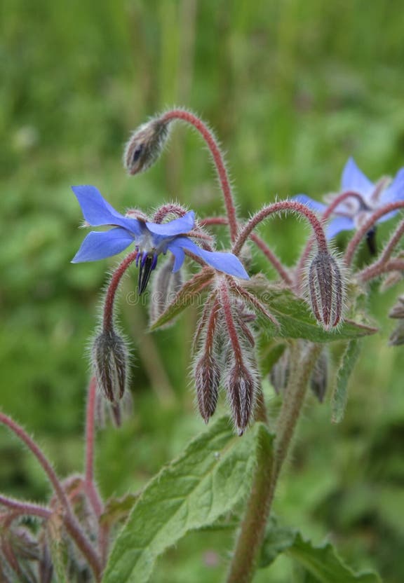 Close-up of a Blue Borage Flower Stock Photo - Image of aromatherapy ...