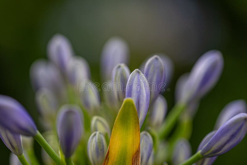 Close-up of Blue Buds of an African Lily (agapanthus Stock Photo ...