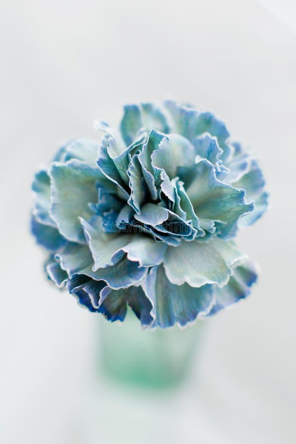 Close Up of Blue Carnation Flower Stock Image - Image of white, bouquet ...