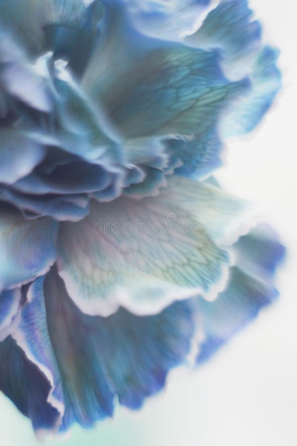 Close Up of Blue Carnation Flower Stock Image - Image of natural, white ...