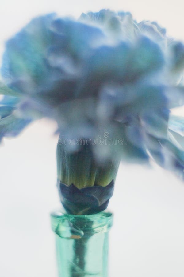 Close Up of Blue Carnation Flower Stock Image - Image of white, bouquet ...